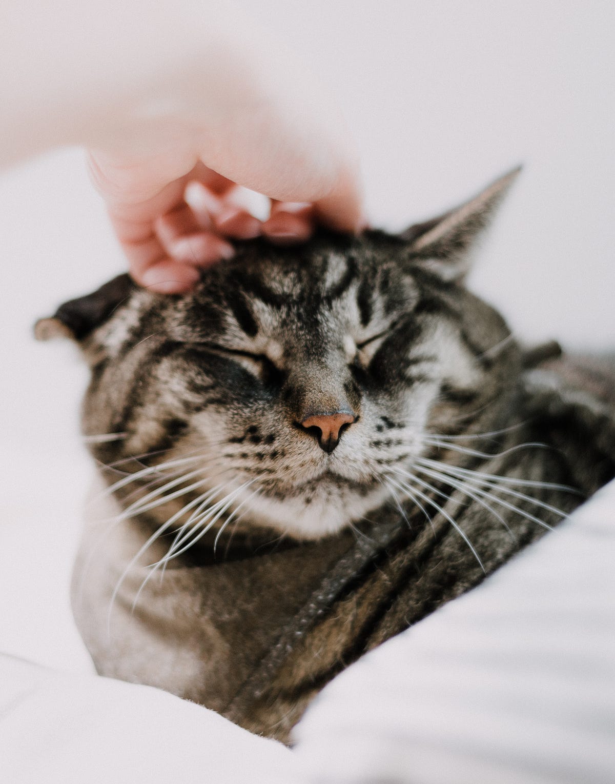 5 Things Running A Pet Blog Has Taught Us About Cat Owners | by Cat And ...