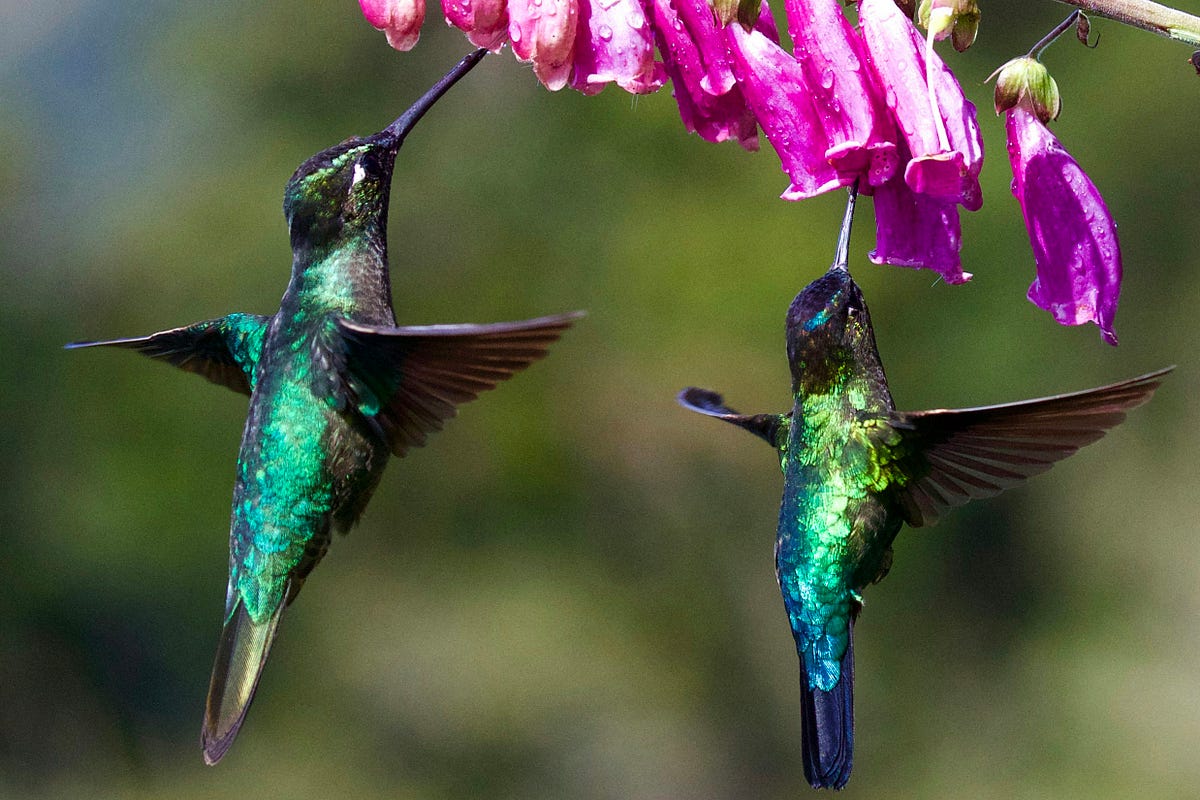 Hummingbird Summer. One slice to go … | by Frederick Andrew | Scrittura ...