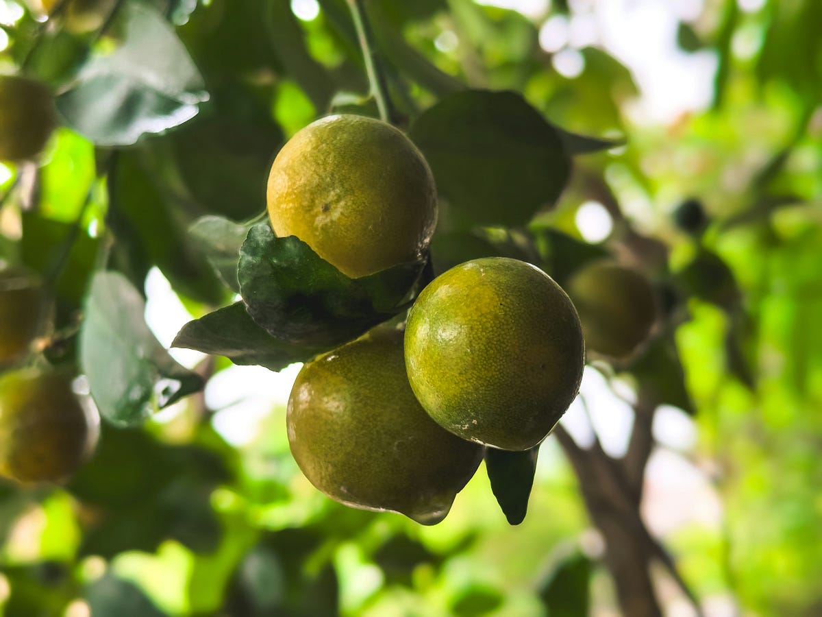 This Thriving Lemon Business, Inspired by One Little Boy | by Maria ...