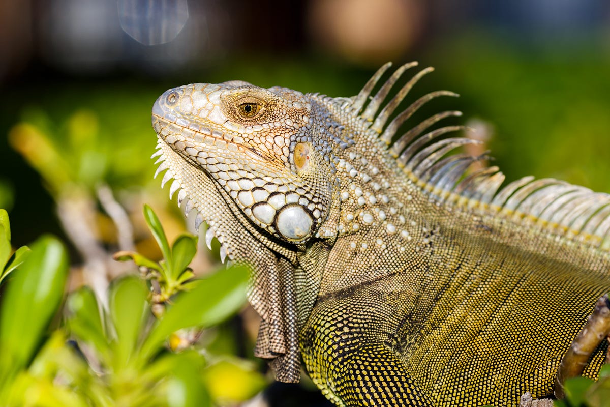 Jenis-jenis Iguana. Bagi kamu para penggemar baru reptil… | by Rifqi ...
