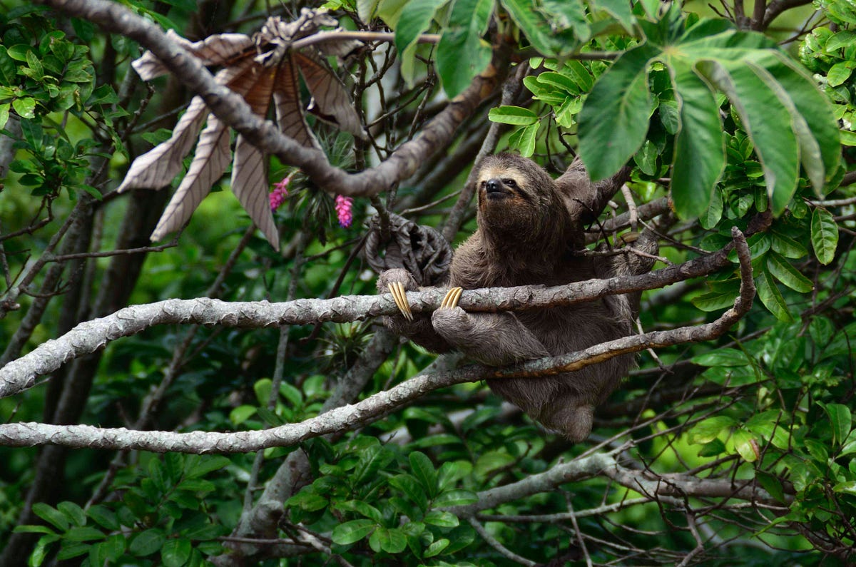 Unsloth Your Fine-Tuning: A Practical Guide to Training Your Own LLM ...
