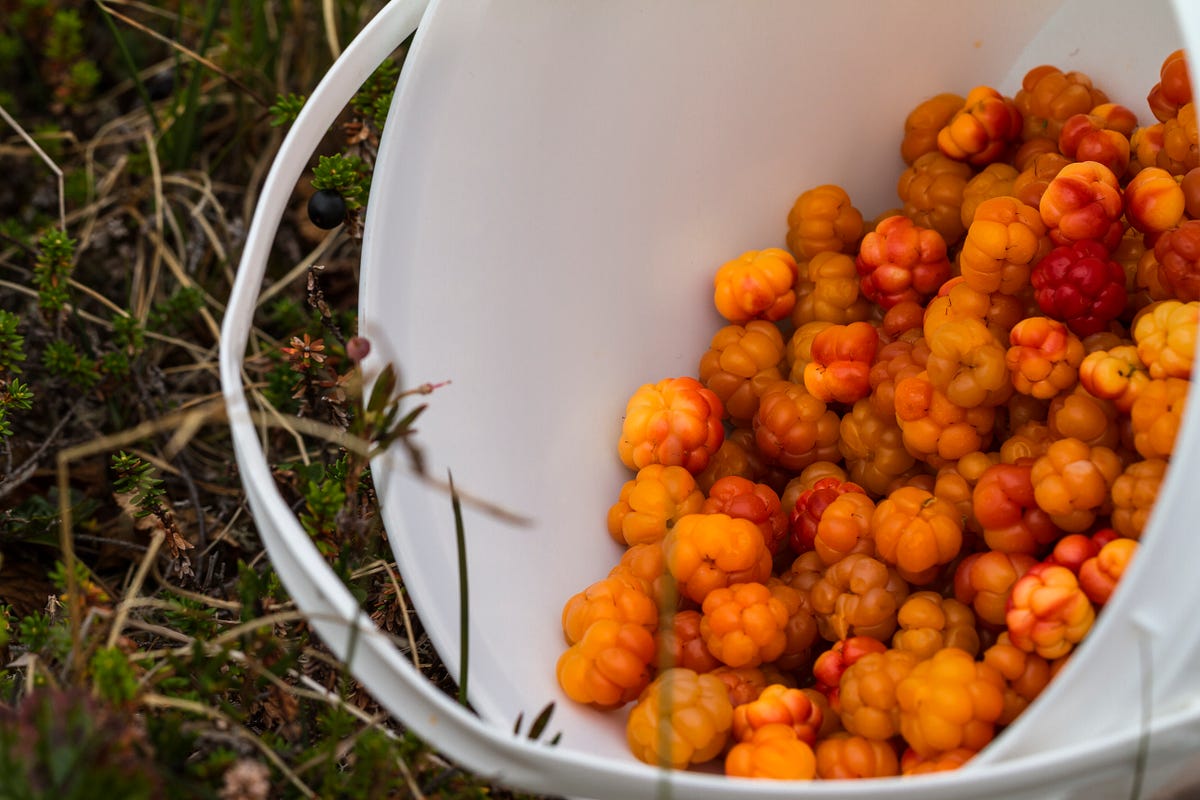 Remembering the Food of My Youth. Newfoundland is a smorgasbord. | by ...