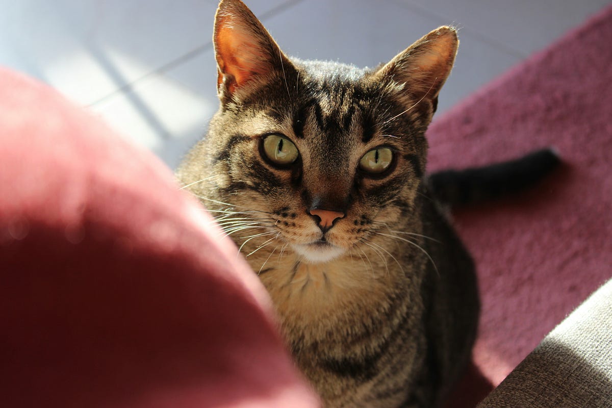 3 Signs That Your Cat Is Telling You That You Don’T Love Them Enough ...