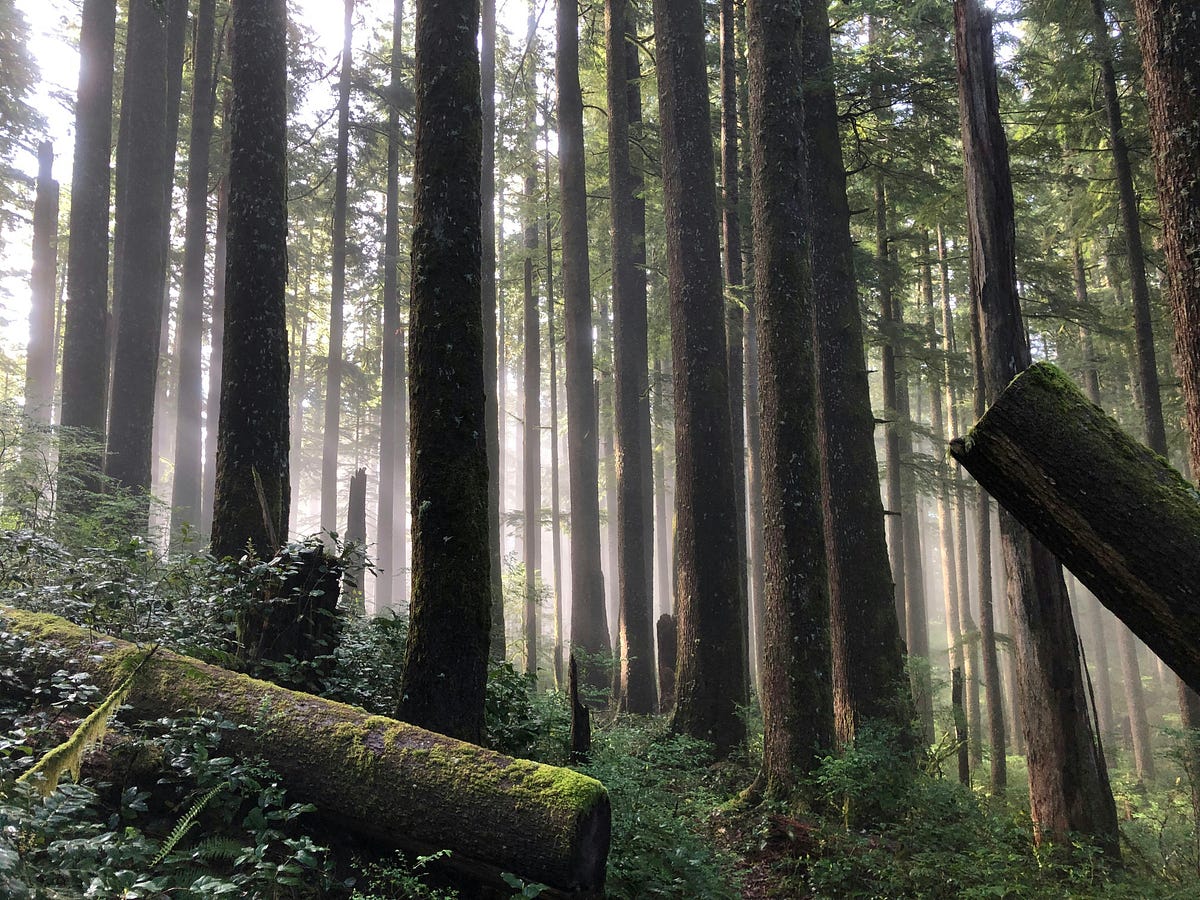 Why You Should Know What a Primary Forest Is | by Megan Tyhurst | Kit ...