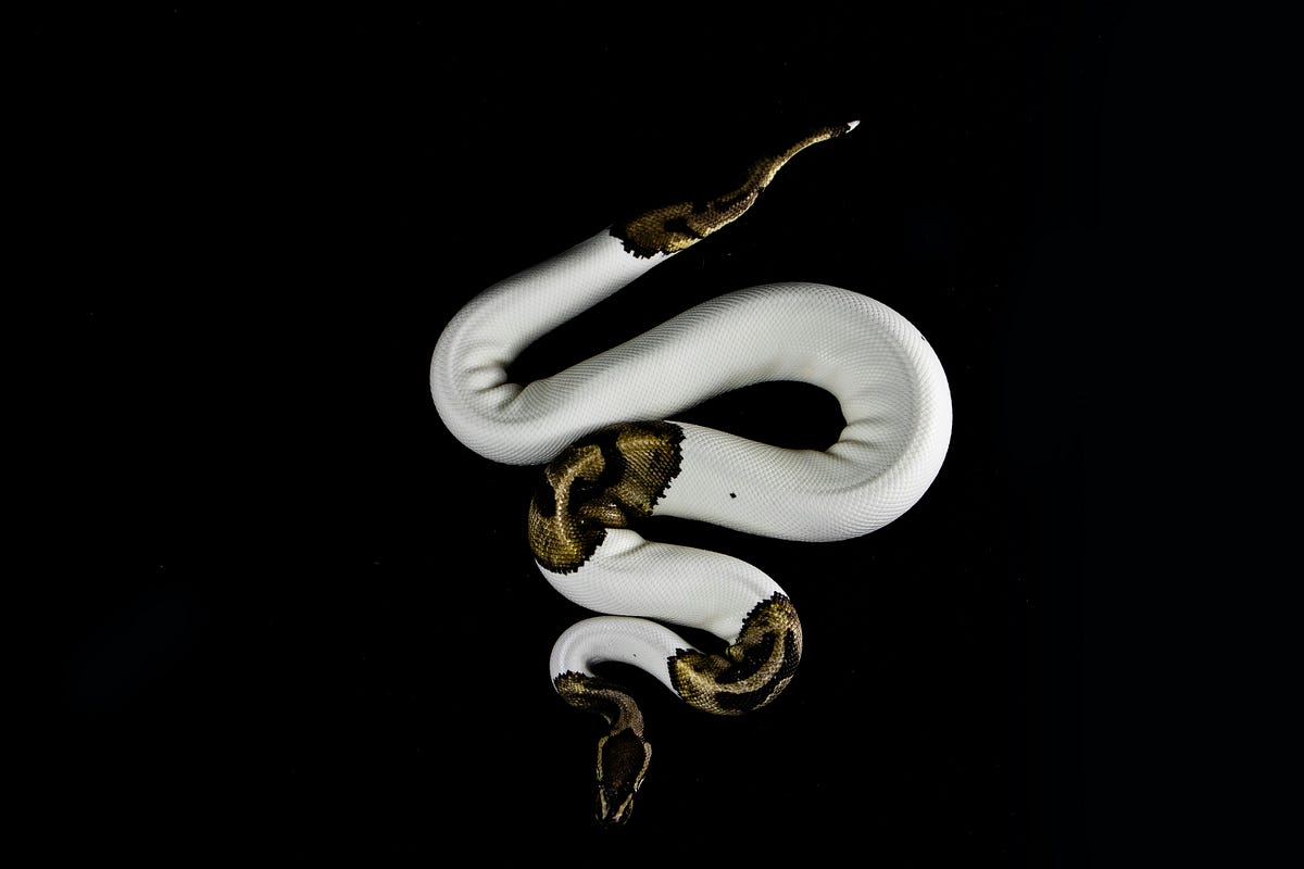 5 Python Money Automations That Took Me From Broke to Balanced | by ...