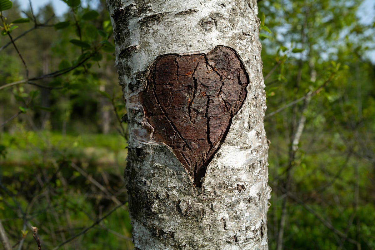 Giving Away Pieces of Your Heart. Photo by Andreas Weilguny on Unsplash ...