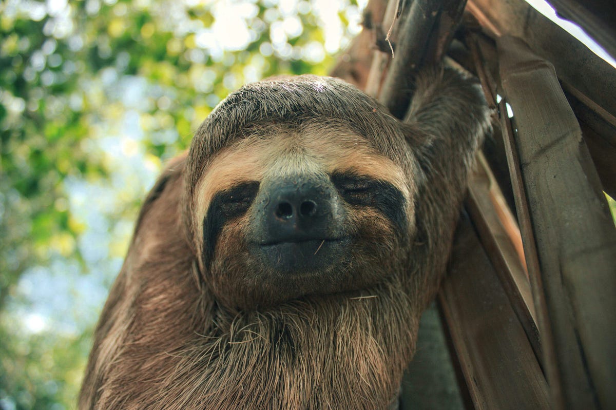 Be A Sloth. The sloth is not lazy, | by musingsfrommarc | The Silent ...