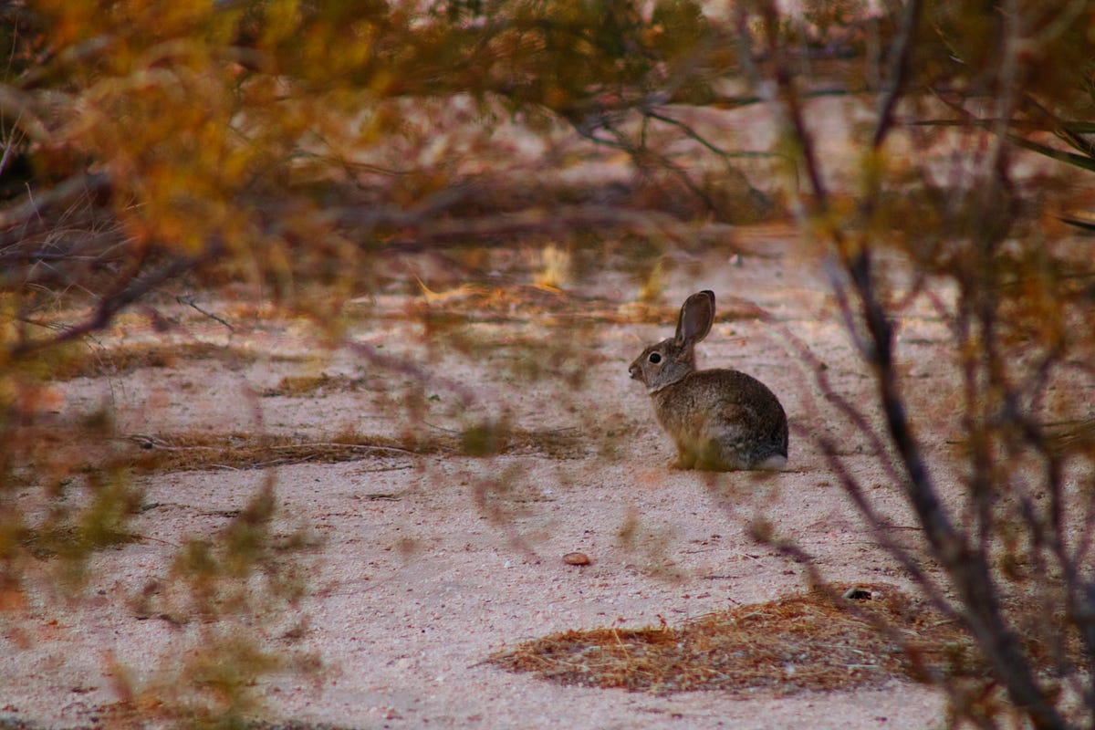 Field dressed and quartered — a young man, his grandma, and a rabbit ...