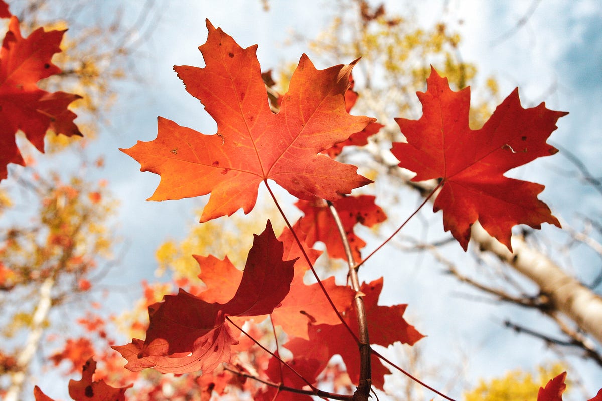 The Maple Leaf- Nature’s Captivating Symbol. | by Vishnu Prasad.K | Medium