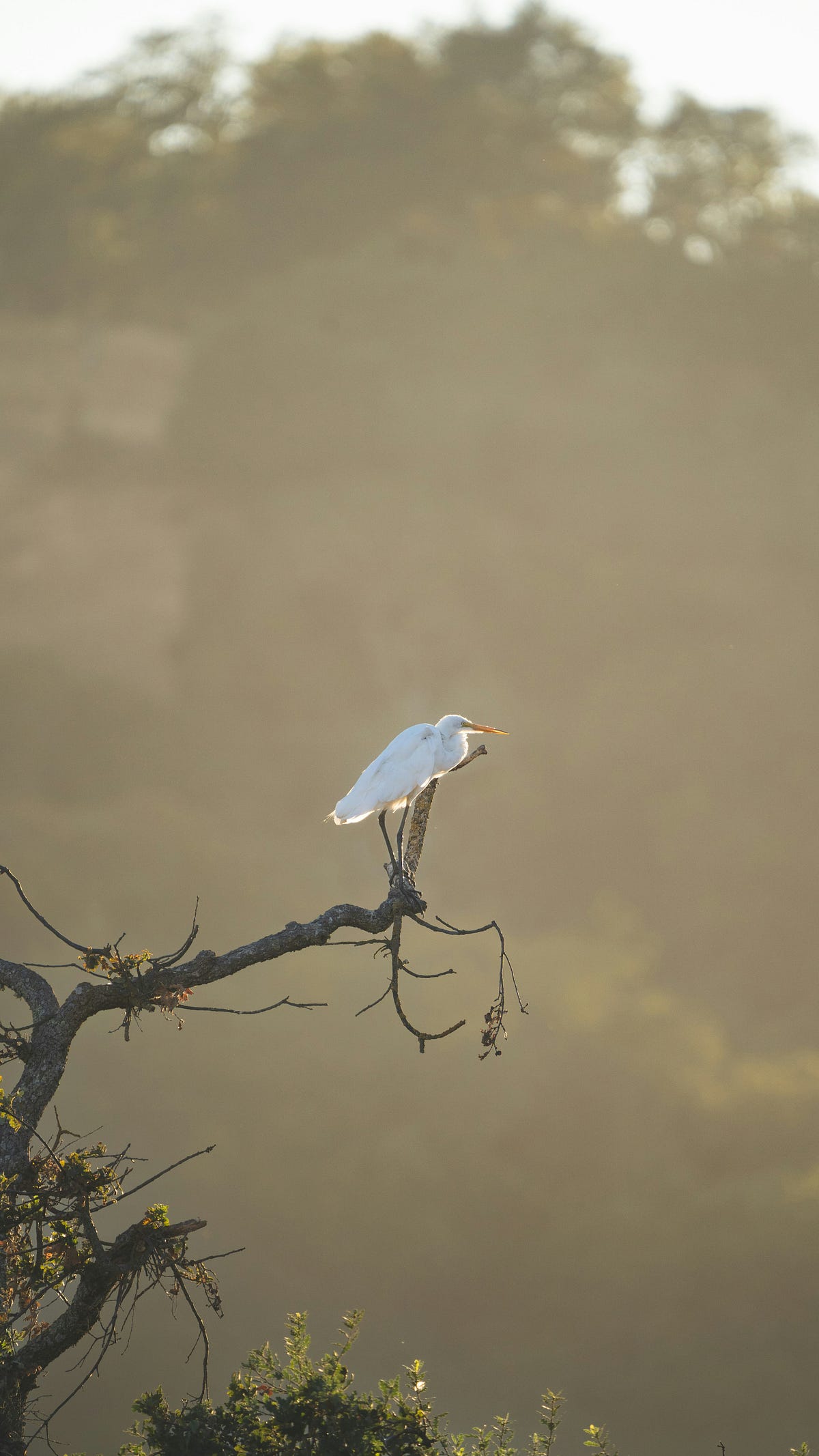 The Solitary Heron. A haiku about stillness in the fading… | by ...