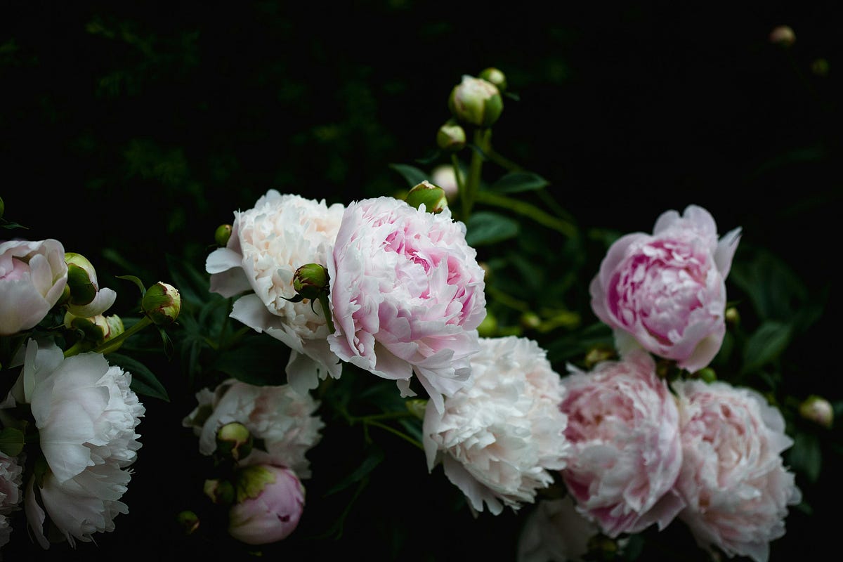 Peonies and Posies — Part Two. a two part sapphic short story | by Syd Lowe | Medium