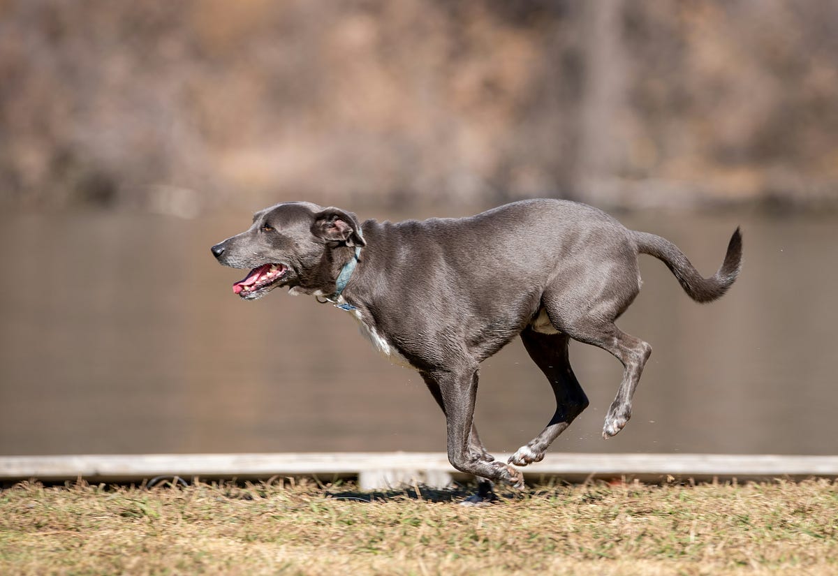 Top 10 Fastest Dog Breeds Ranked by Speed-Backed by Research | by Cat ...
