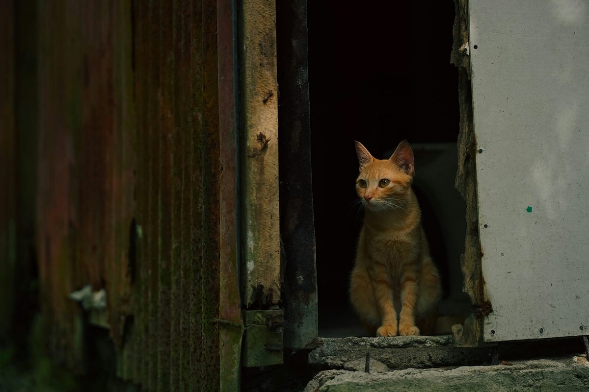 In a Land of Dead Pets, the One-Eyed Cat is King | by Greyson Ferguson ...