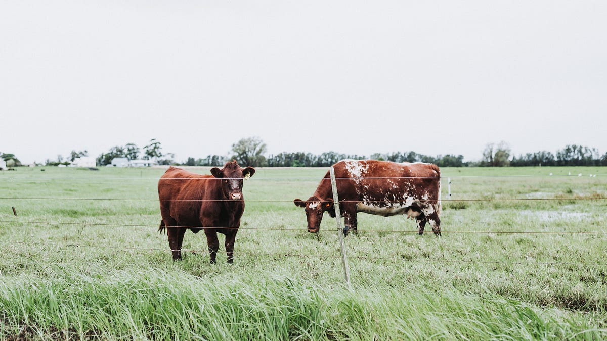 Yes, that’s how it went. As simple as, “do you want the cows?” “Yes ...