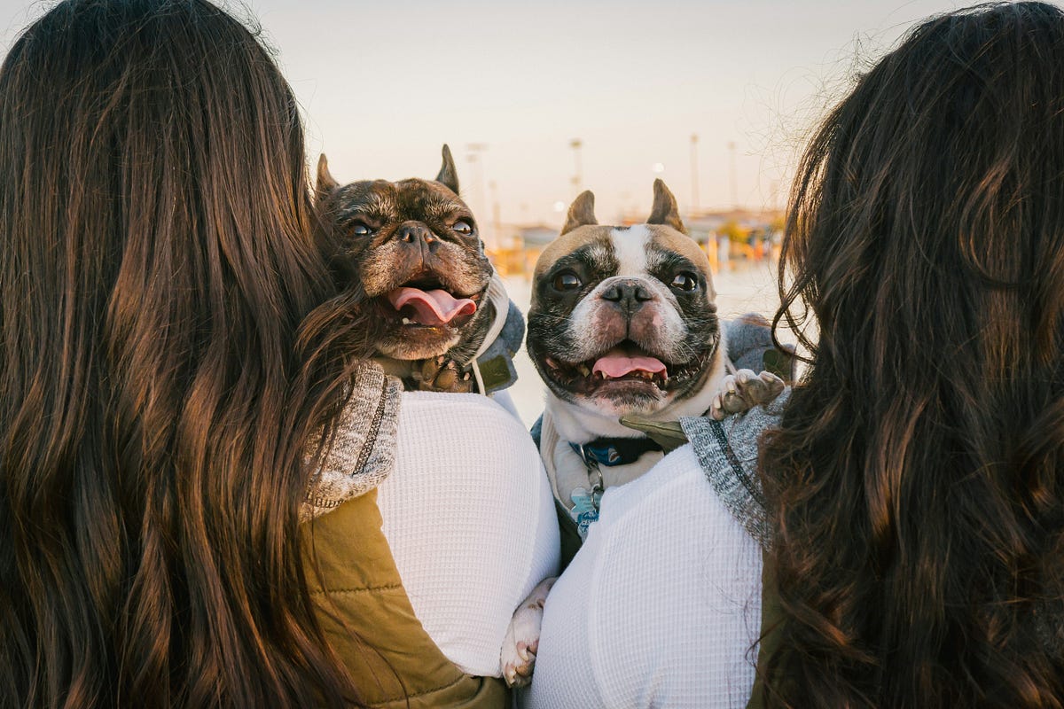 Paws & Quotes: 20 Heartwarming Sayings for Pet Lovers | by Perfect ...
