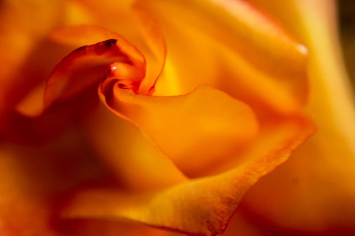 Orange — My Purpose Color For June | by Ravyne Hawke | A Delicious ...