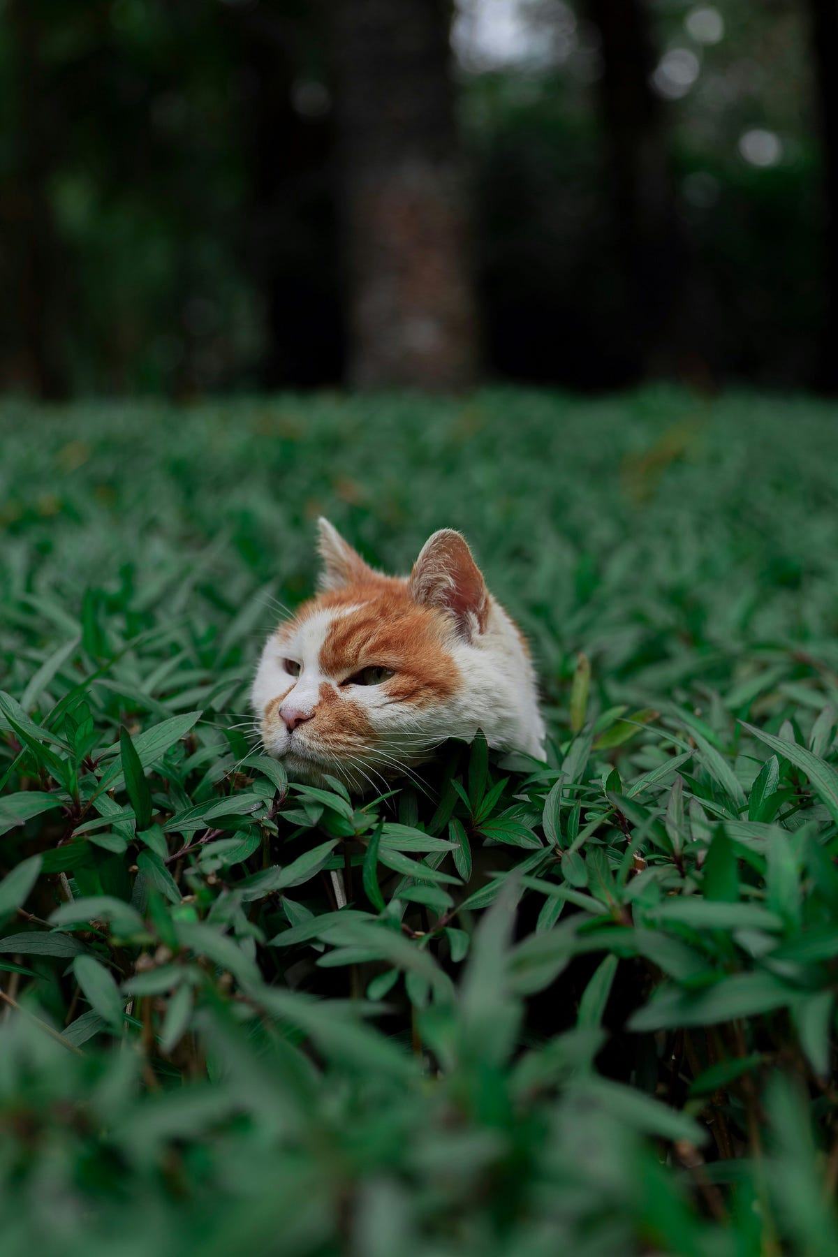 The Creativity Crisis — Why Making It Easy Is Making Us Boring | by Efe ...