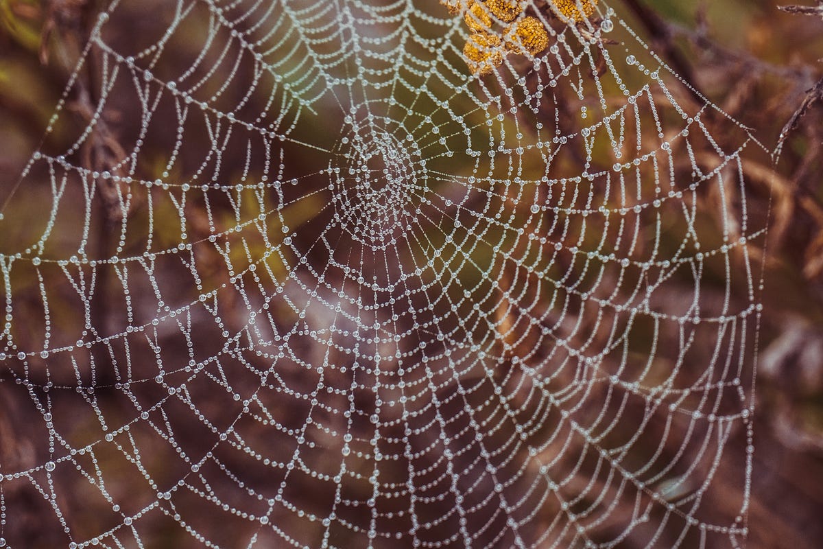 Unraveling the Cobweb Economic Model | by Raji Kofoworola | Medium