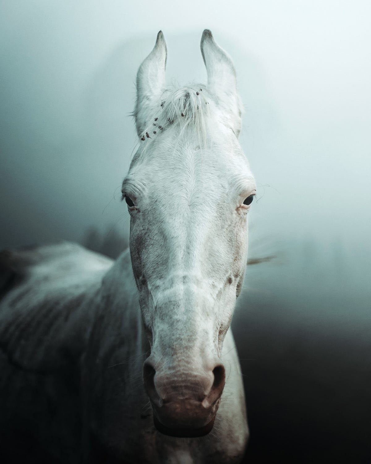 Mares, Moths, or Magic? The Origin of the Word “Nightmare” | by C. E ...