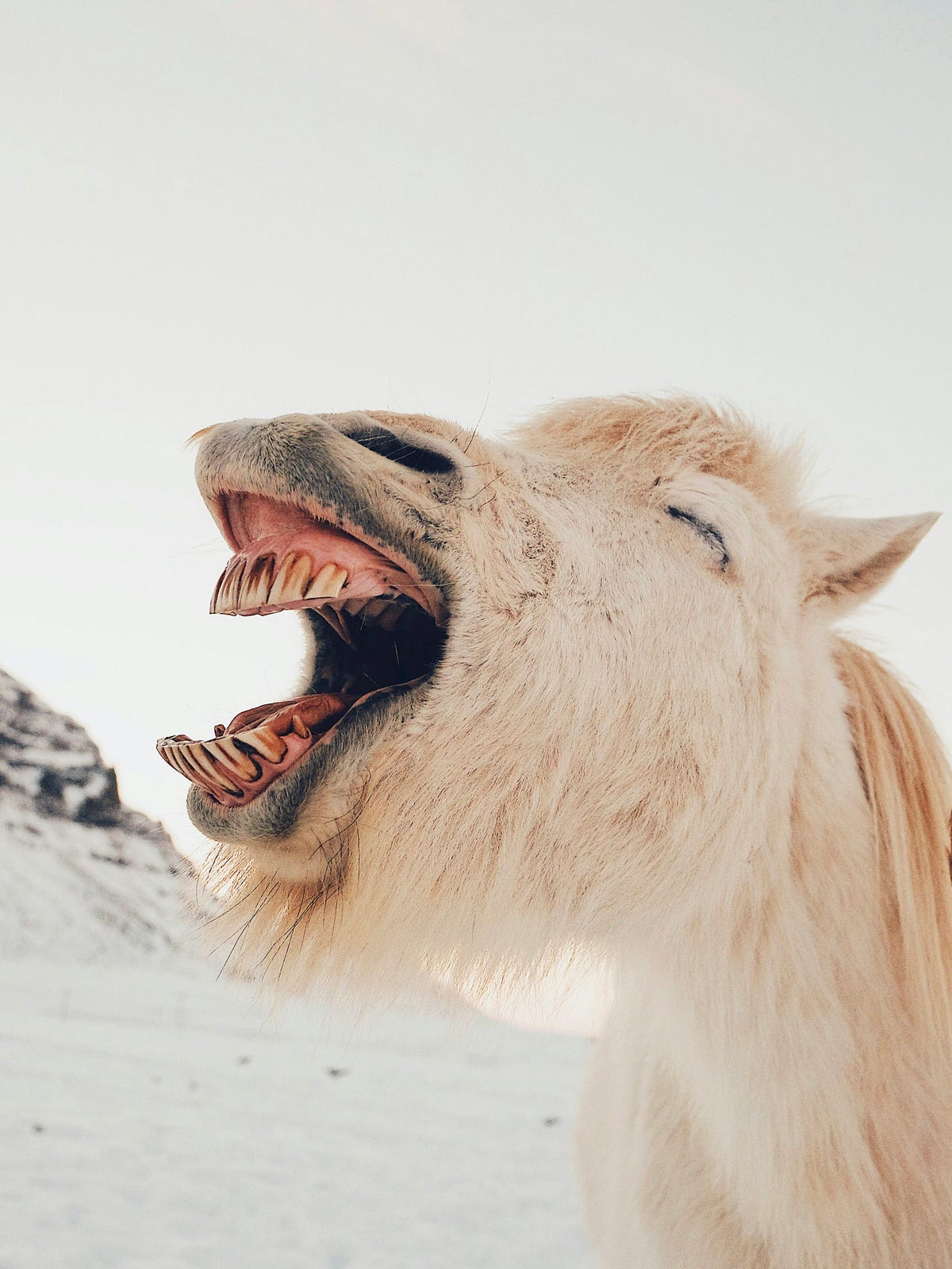 Why Do We Laugh?. The science of laughter | by Albert Cai | Mar, 2024 ...