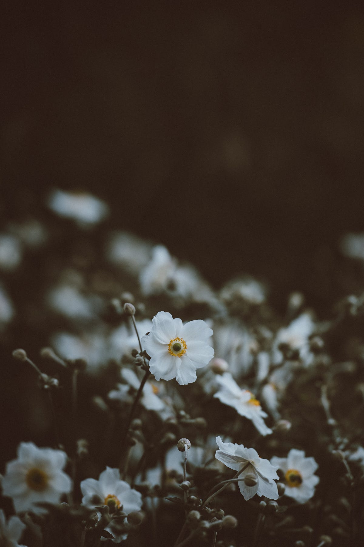 Positive Self-Talk & Daily Affirmations | by Mehgan Fallahi | Medium