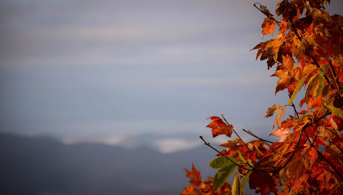 Autumn Breeze. Poetry to push past the storm. | by Reneaux Ruffin | Medium
