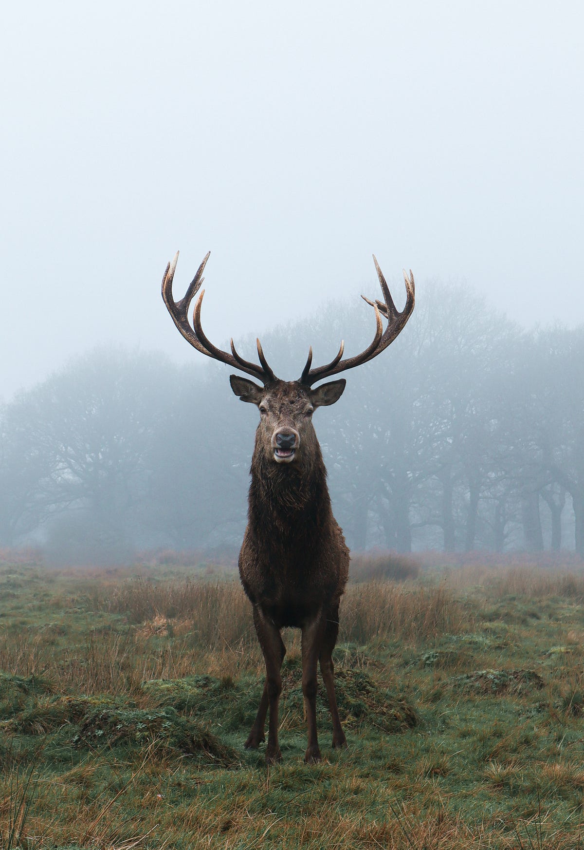 Common Myths of Deer Antlers | Sam Westreich | Sharing Science