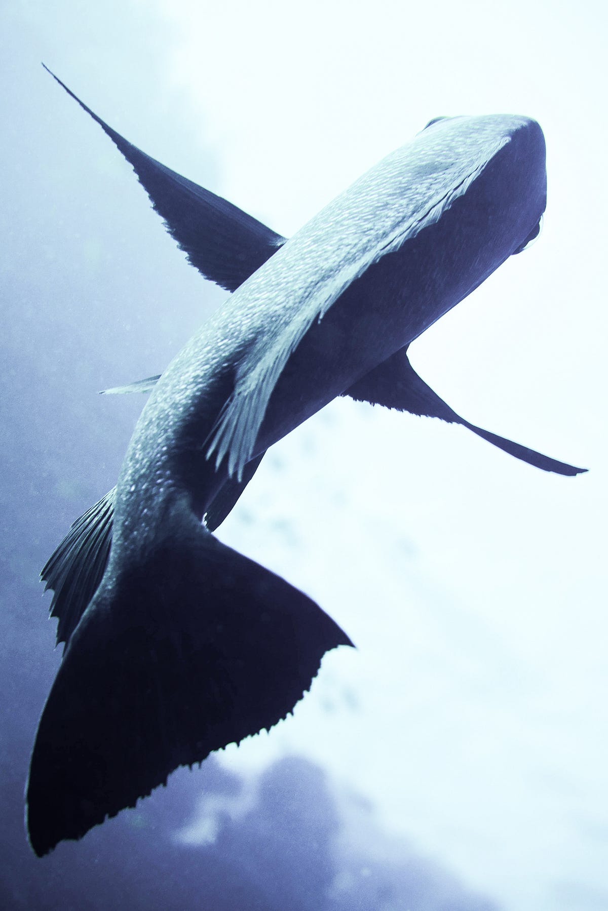 Wonder as a Great White Whale. by Wendy Packer and Ralph Benko | by ...