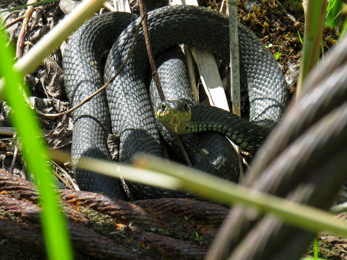 What’s Scary About Snake Migration? | by Anas Bedraoui | Aug, 2024 | Medium