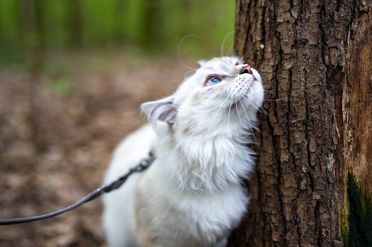 🚀Poem: Good Luck, Love Life, and Hug a Tree | by 🚀 Power of Positivity ...