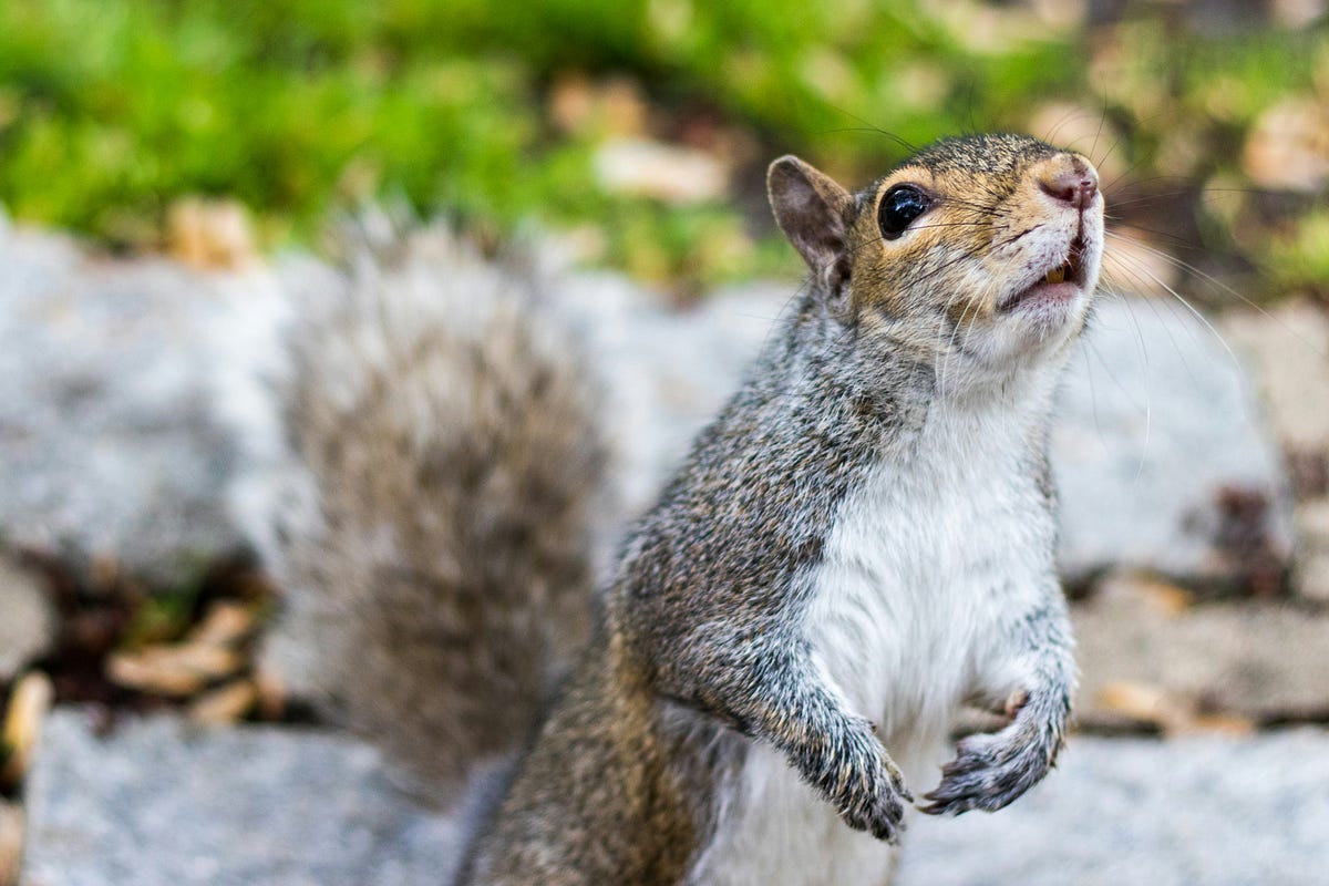The Almost Entirely True Story of my War with Squirrel | Medium
