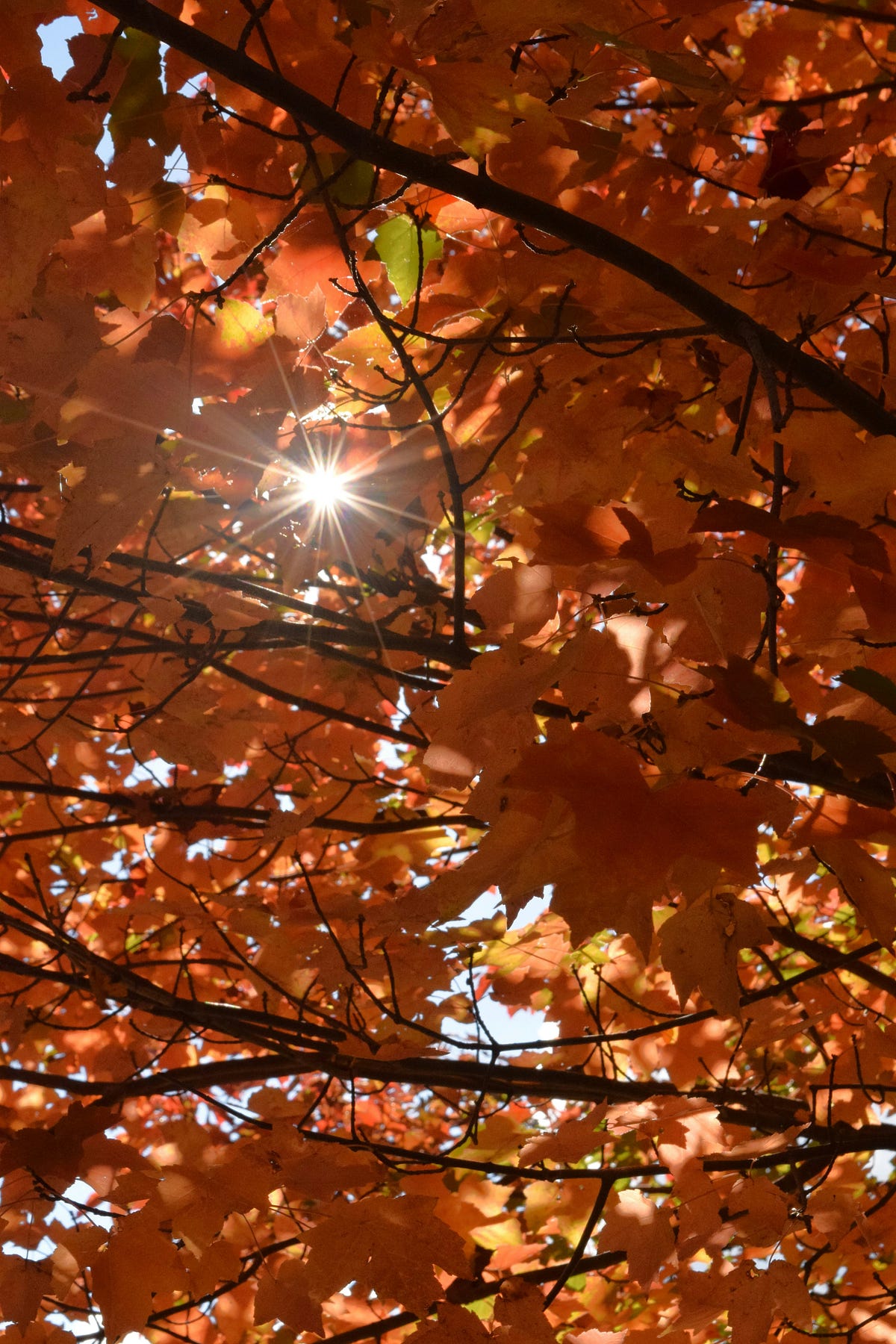 The Four Phases of Your Menstrual Cycle: A Holistic Guide to Flow, Ritual, and Resilience | by ...