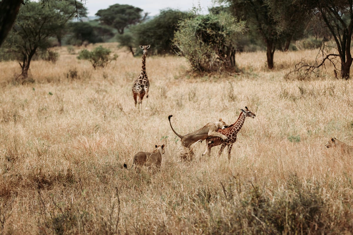 Lion Vs Gazelle = Stress Vs Stress | by Megan Rainer | Oct, 2025 | Medium