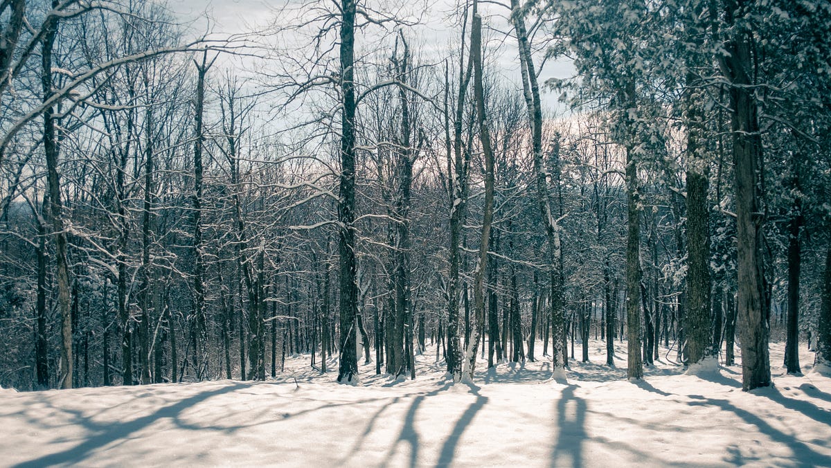 Are There Shadows in Summer?. If so, I scarcely see them | by Deborah Barchi | Medium