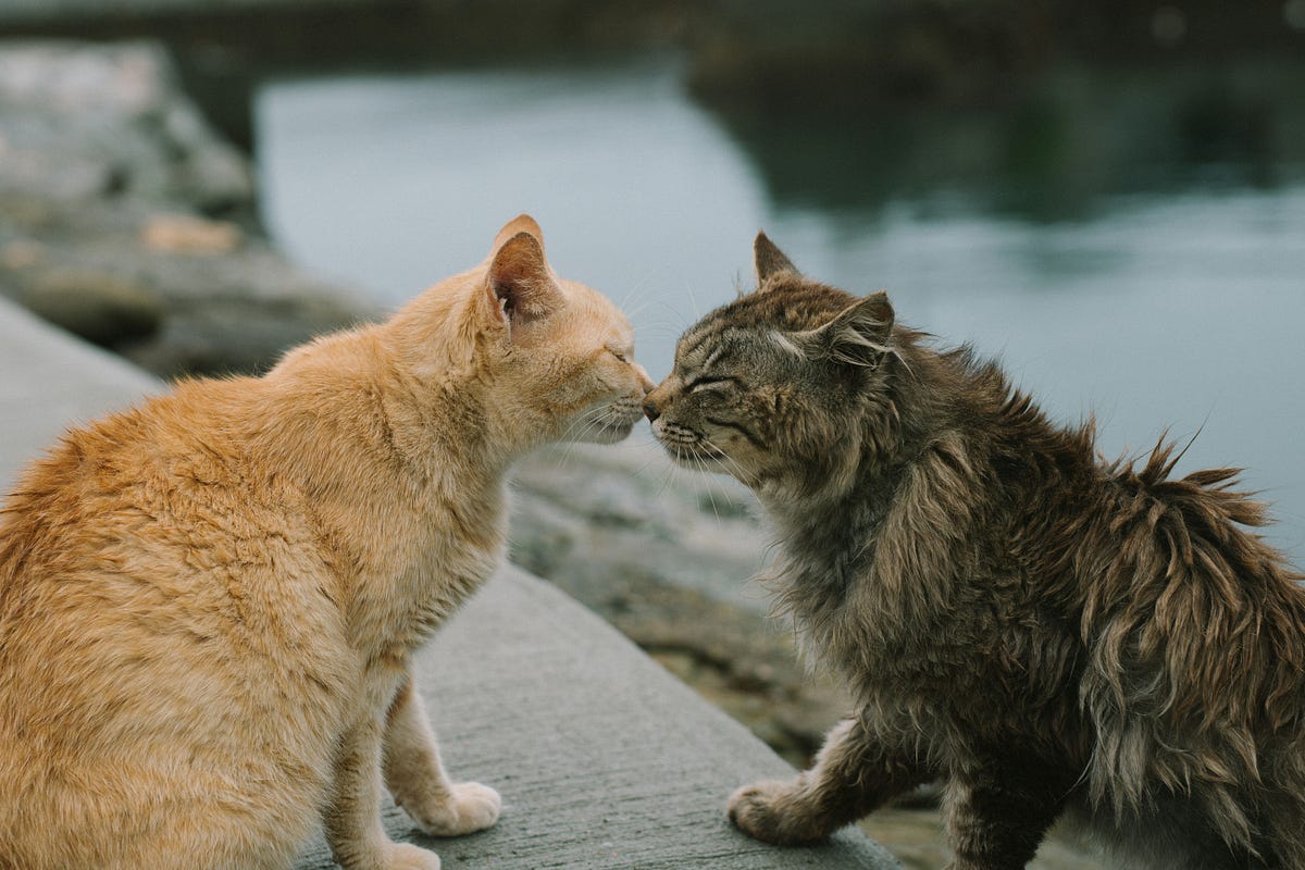 Inside Aoshima: Japan’s Famous Cat Island with More Felines Than People ...