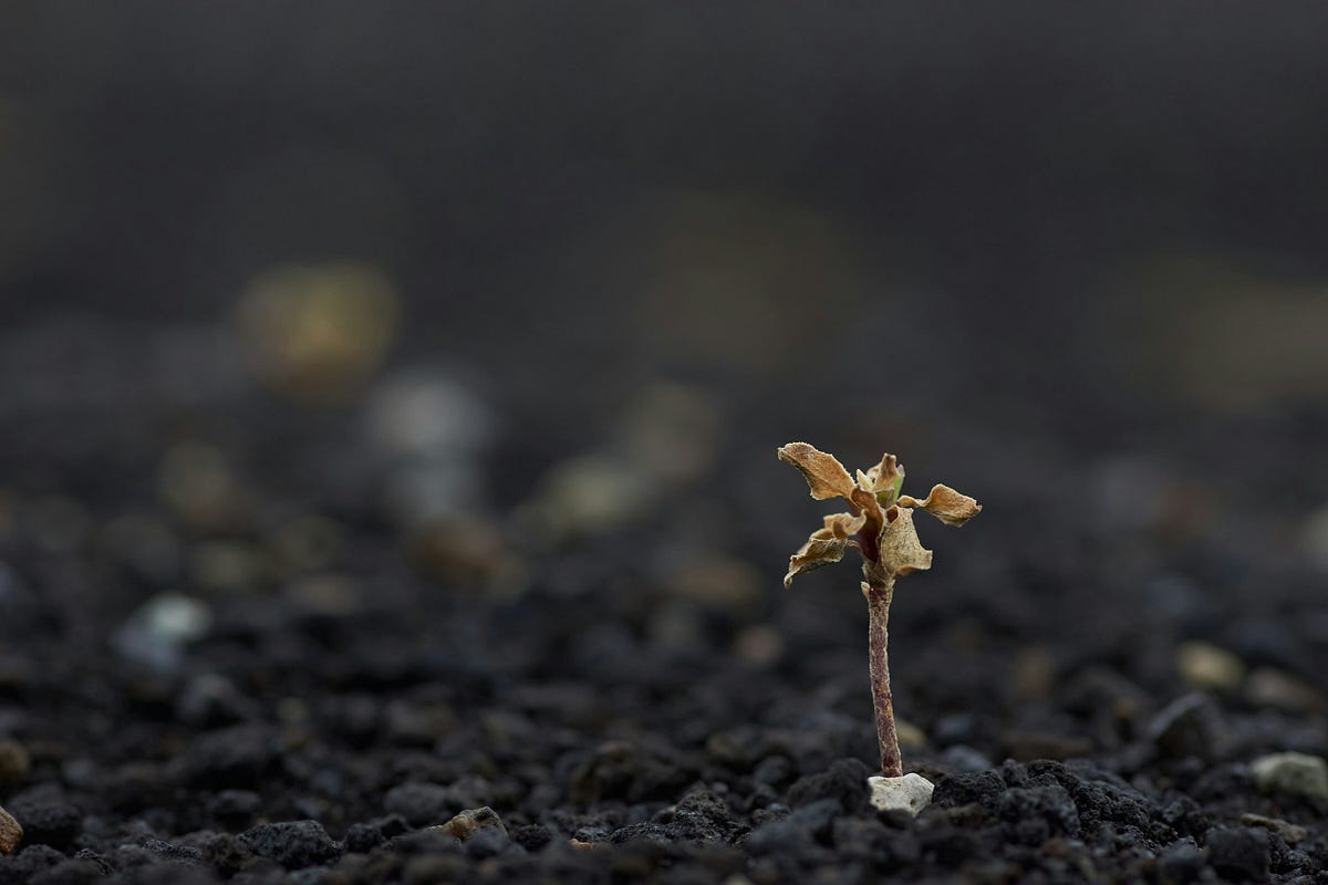 “Mind Gardening: How to Uproot the Worry Seeds Before They Take Over ...