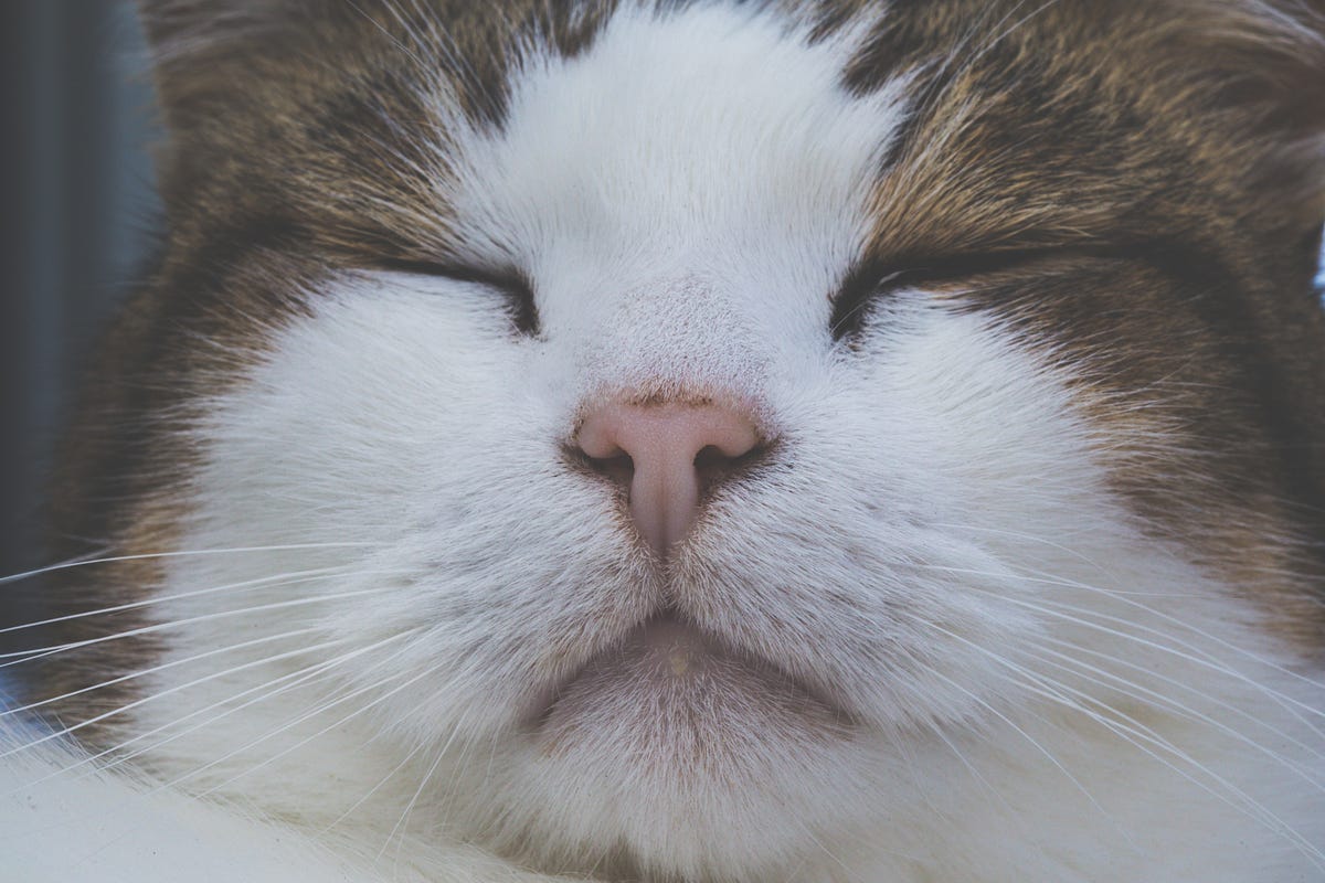 Nose Prints: The Secret Identity of Cats | by Anna Soldenhoff | Medium