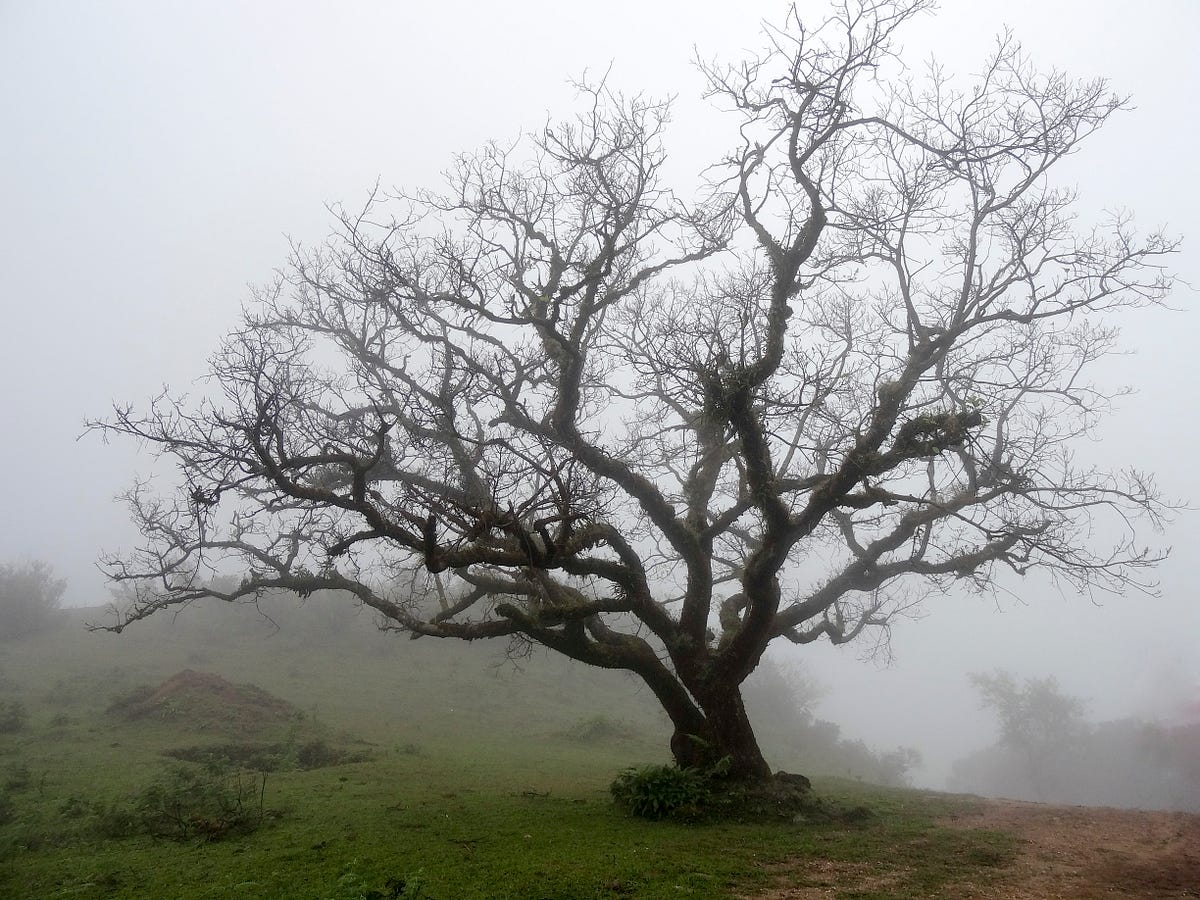 Creating a Dope Expandable Tree View in React | by Andrew Allison | ITNEXT