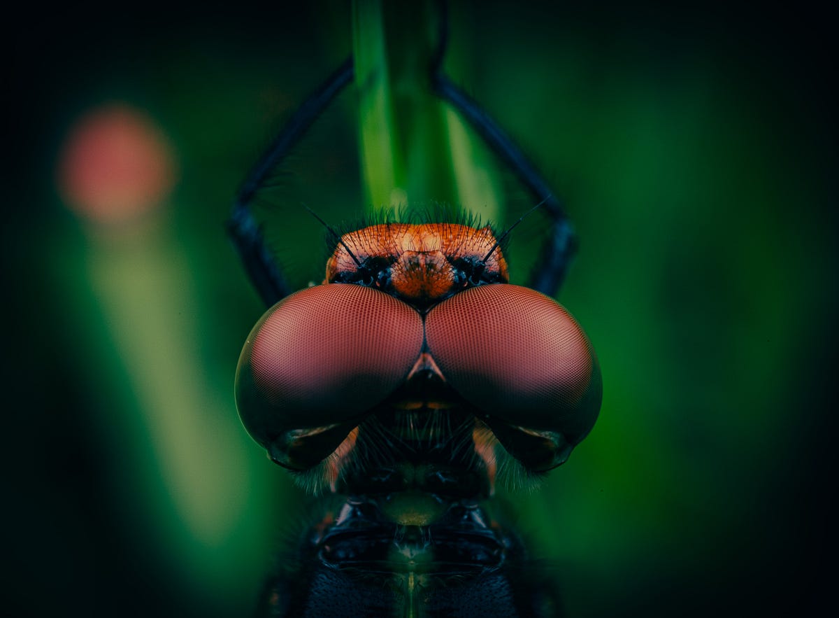 4 Your Eyes Only — Don’t You Ever Diss or Disrespect Them | by The One Alternative View ...