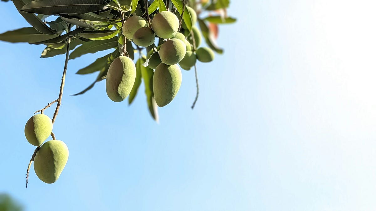 Mango Benefits Unleashed | by Sandra | Oct, 2024 | Medium