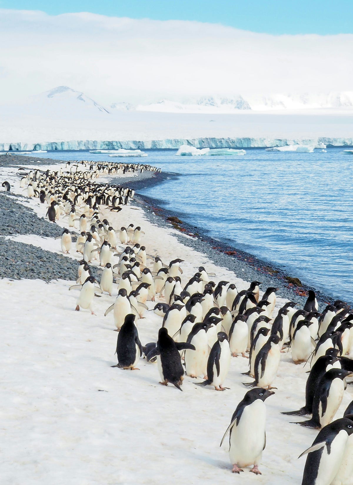 5 things we can learn from penguins about life | by Aatka | Mr. Plan ₿ Publication | Medium