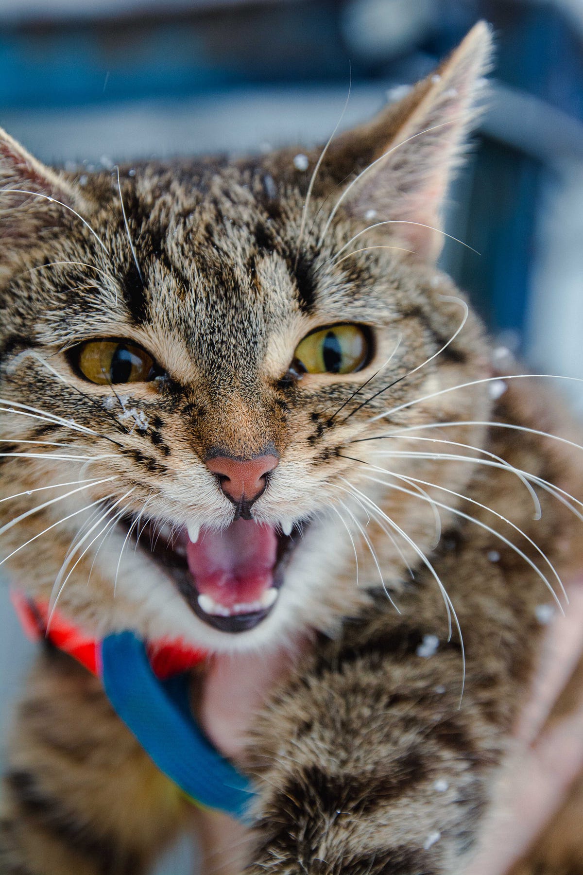 The Subtle Signs: What Your Cat’s Behavior Says About Their Mood | by ...