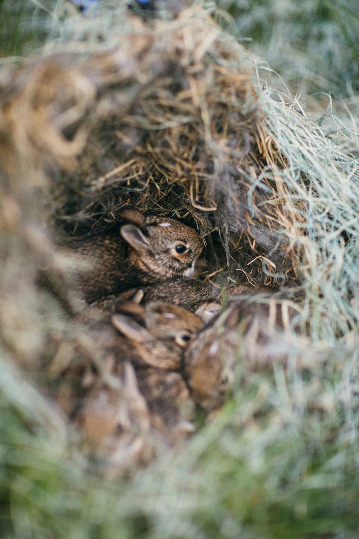How does a bunny mourn?. Photo by Maddy Hunt on Unsplash | by Abi ...
