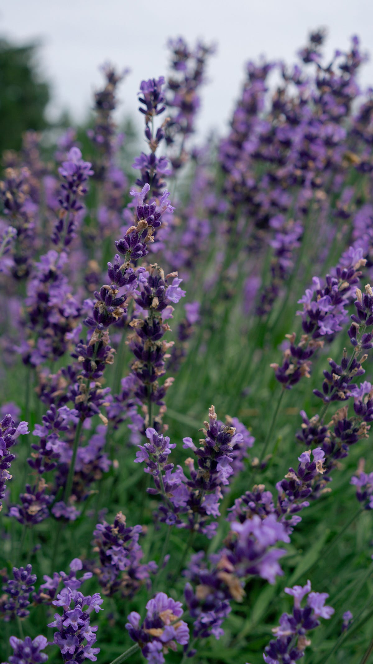 Three Herbs I Love Using. How I use lavender, tea tree oil, and… | by ...