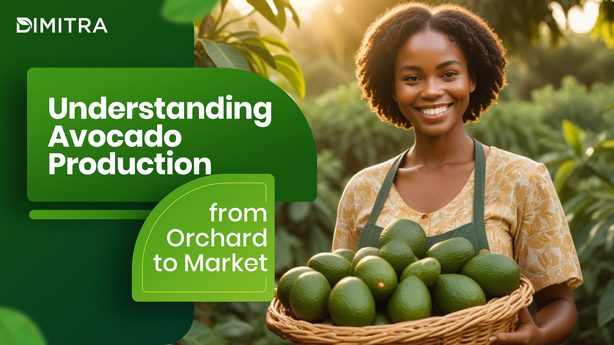 Understanding Avocado Production from Orchard to Market | by Dimitra ...