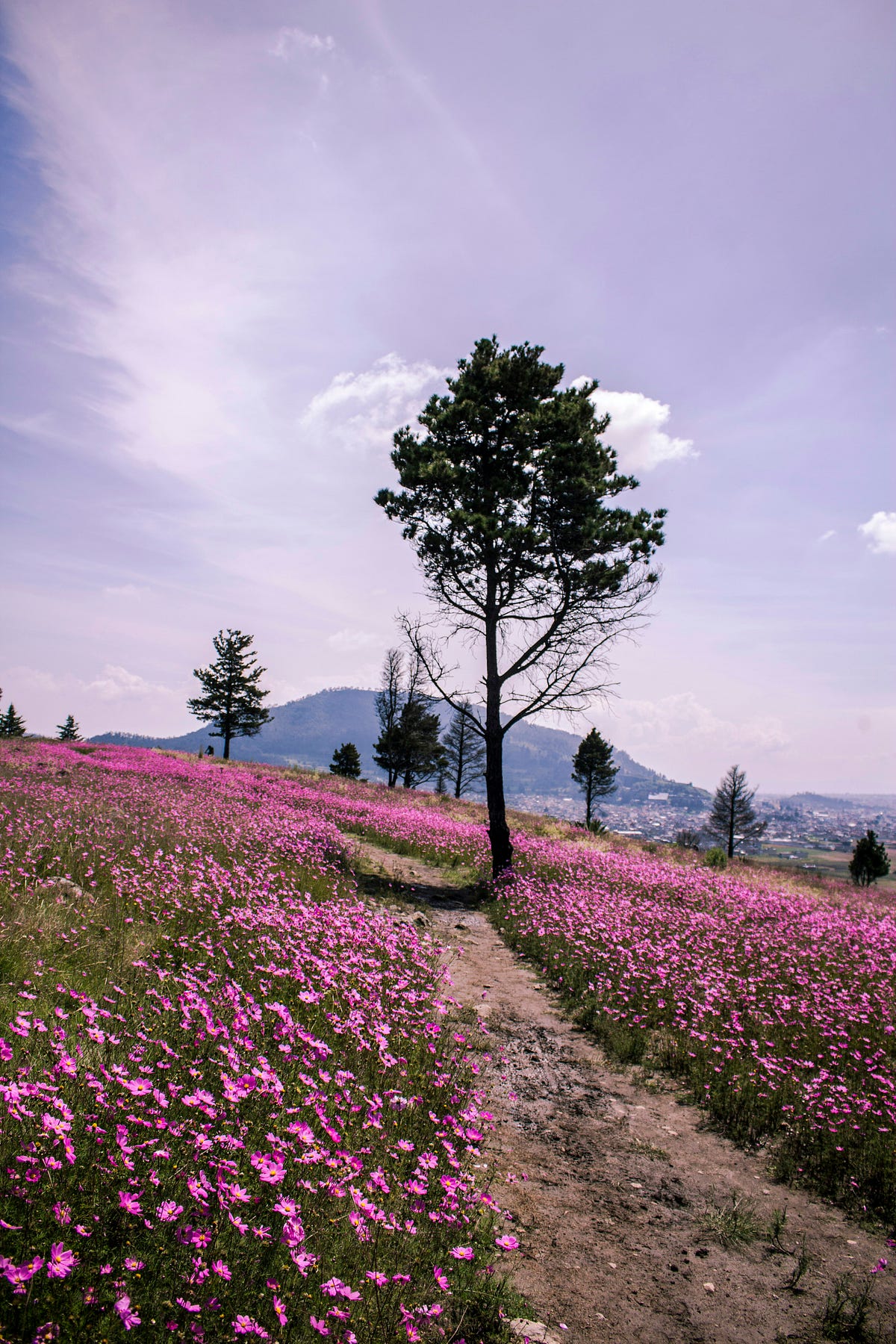 The Shift That Opens the Path Ahead | by Jocelyn Joy Thomas | New Earth Consciousness | Jul ...