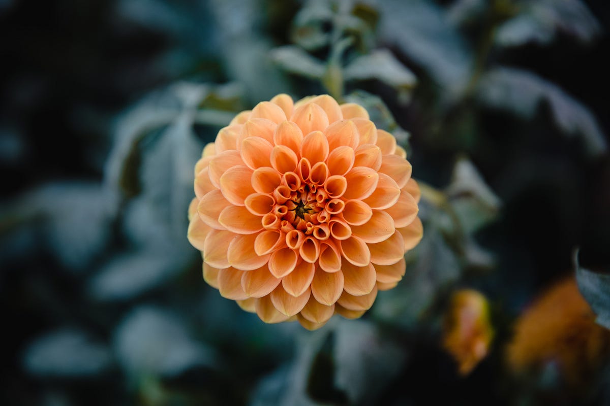Demystifying Edmonds’ Blossom Algorithm (with Python code) | by ... Demystifying Edmonds’ Blossom Algorithm (with Python code) | by ...