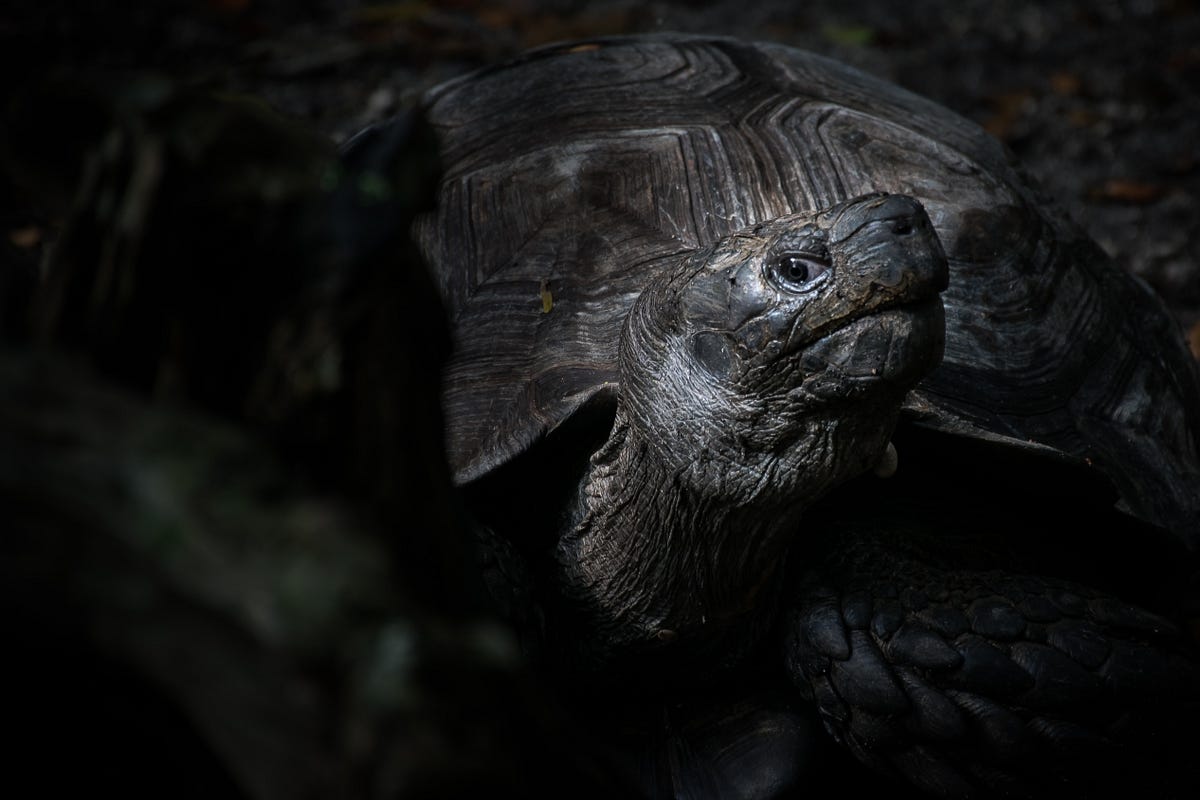 Shell Shocked. The Great Retraction | by Tisha Dee | Heart Speak | Medium