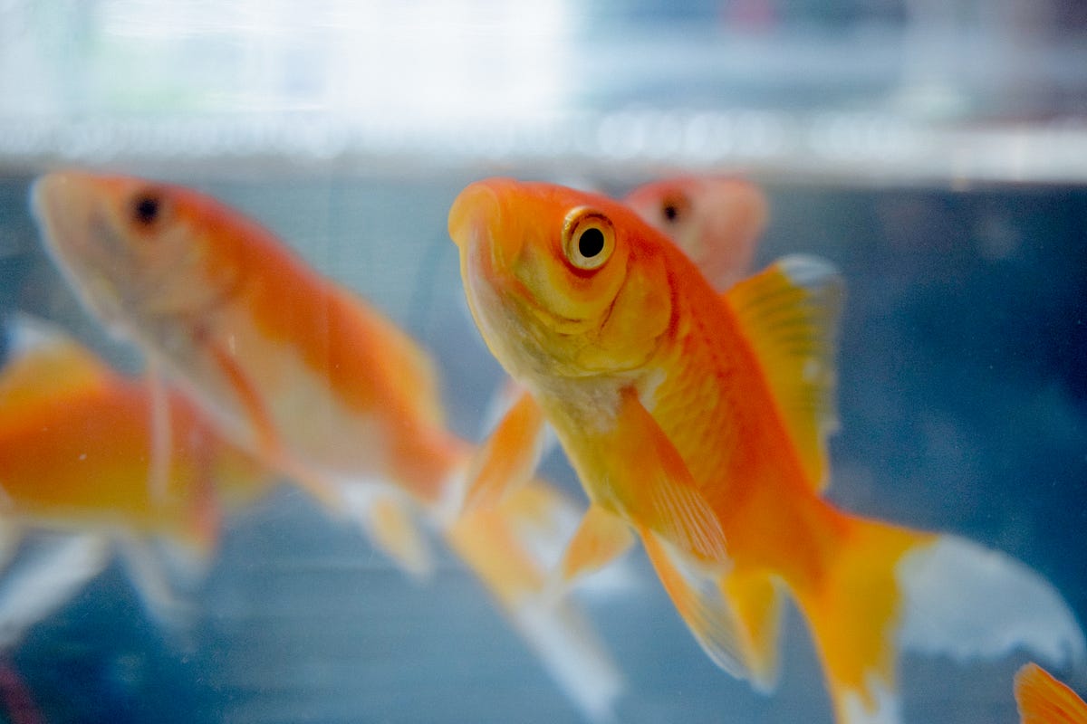 Goldfish Attention Spans are a Myth… | by Rachel Jeffries | Medium
