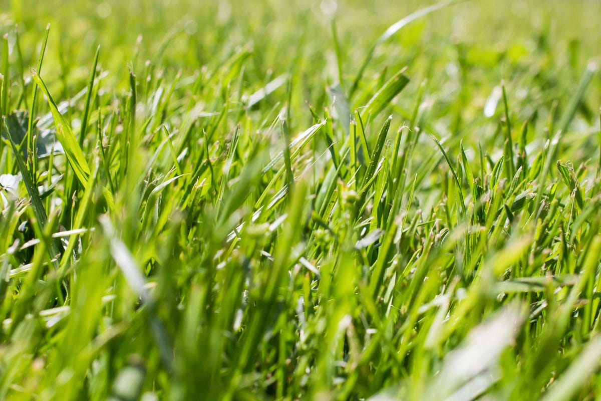 Love and Lawncare. More Than Mowing, It’s a Labor of Love | by Tabbi weese | ILLUMINATION | Medium